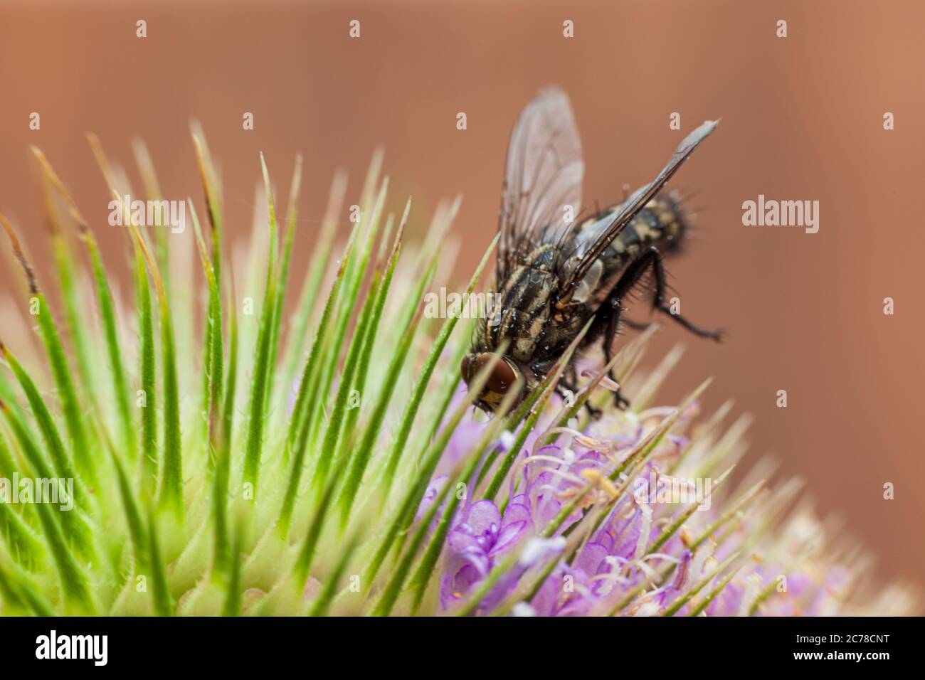 Teasel in bloom hi-res stock photography and images - Alamy