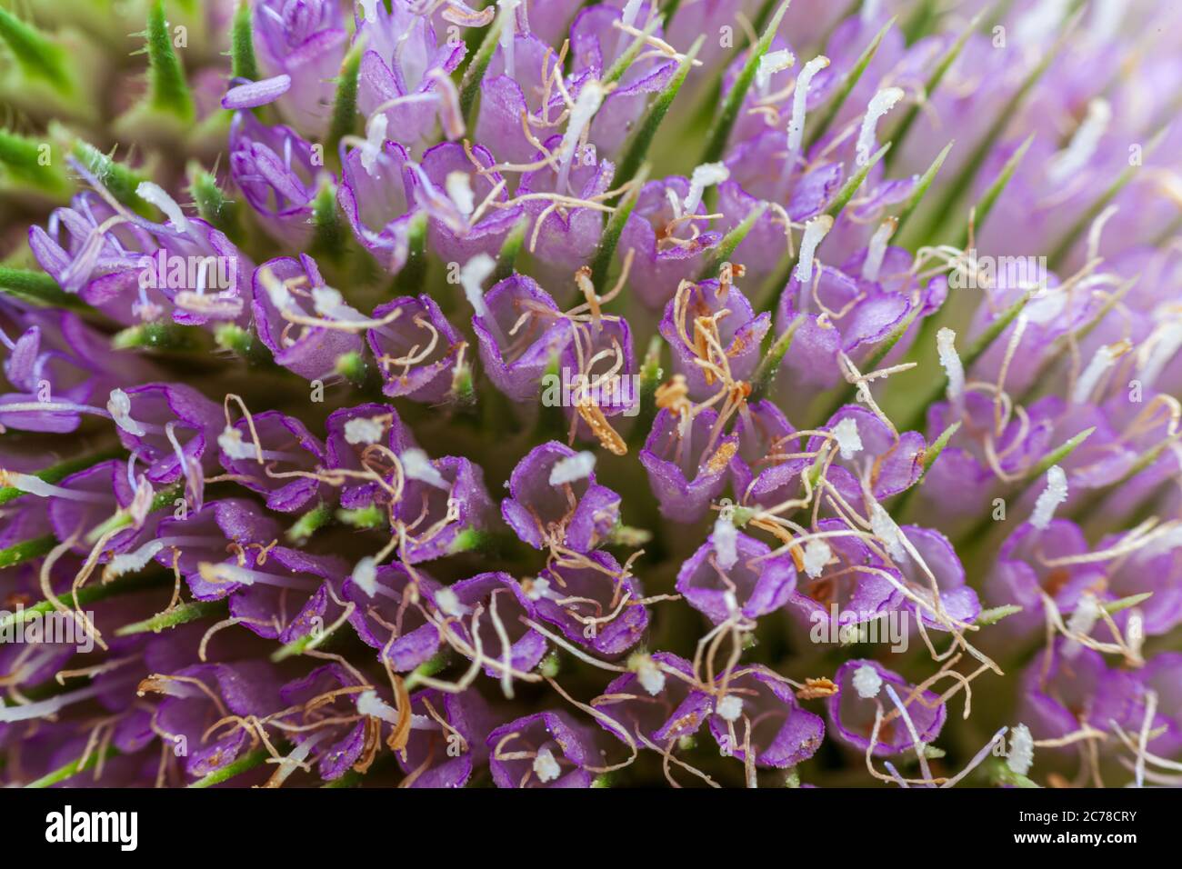 macro close up of teasel plant flower head in bloom Stock Photo - Alamy