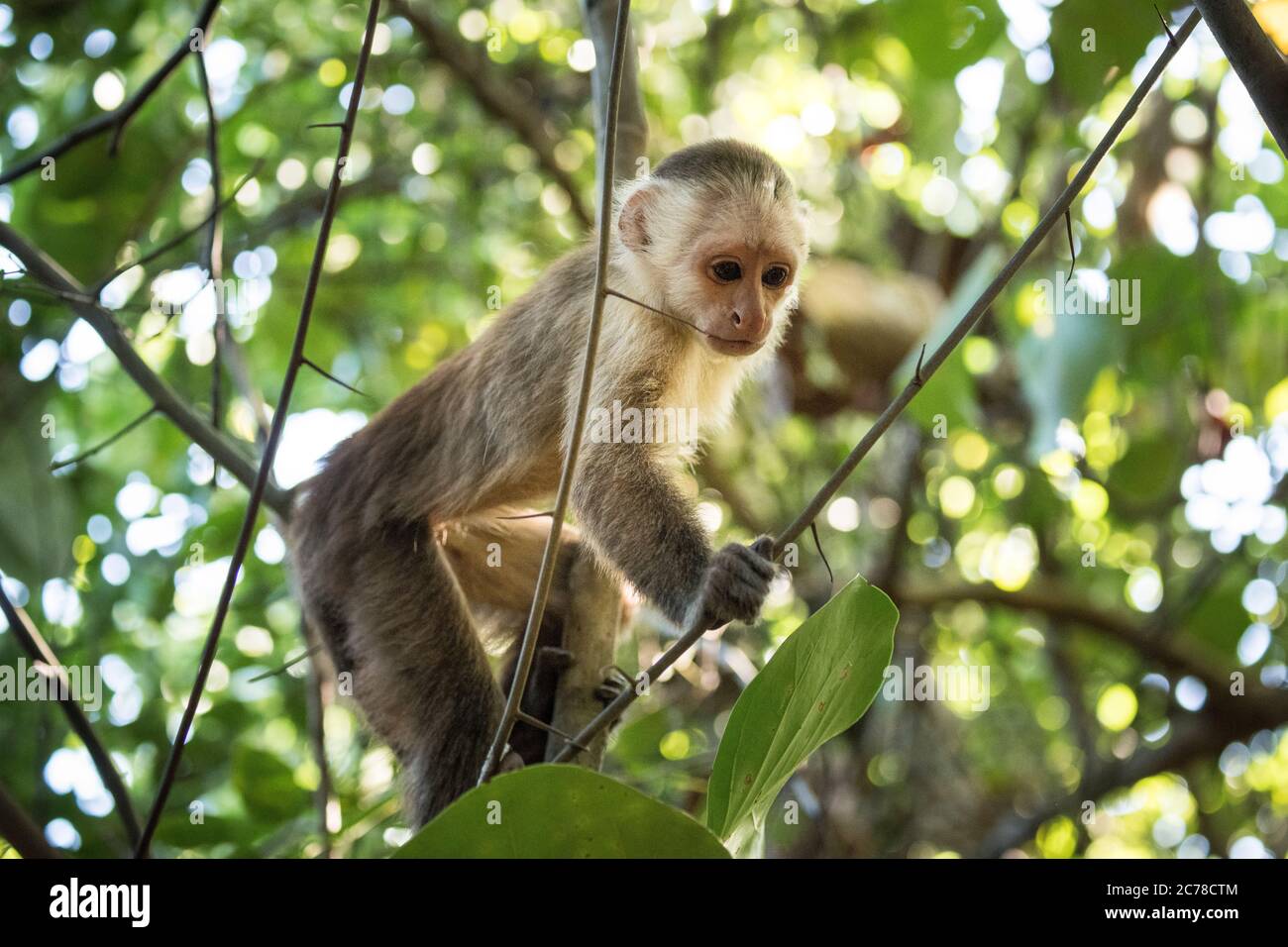 Capuchin Monkey, Tayrona National Park, Magdalena Department, Caribbean ...