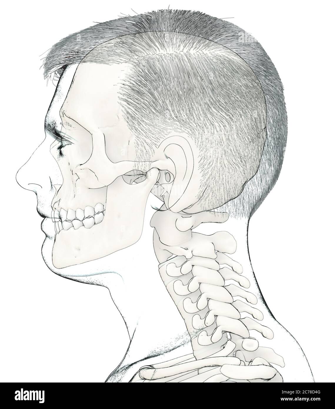 3d rendered medically accurate illustration of a male head anatomy ...