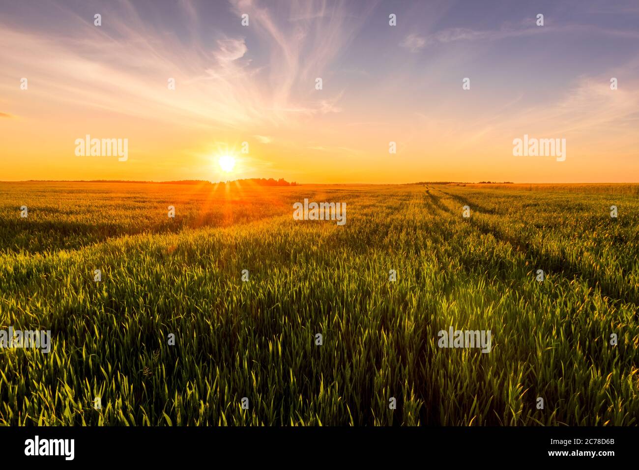 Sunset or sunrise in an agricultural field with ears of young green rye ...