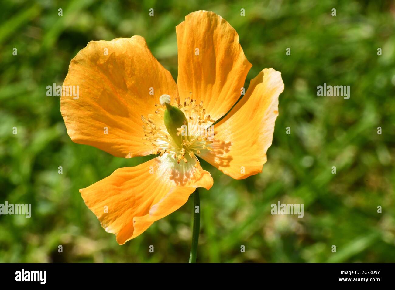 Welsh poppy meconopsis cambrica garden hi-res stock photography and ...
