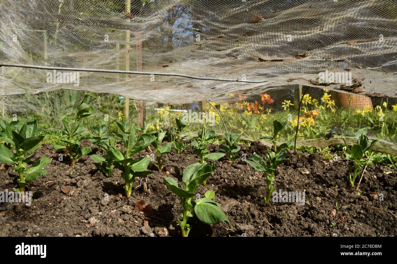 Broad beans;" TheSutton"being given a little protection under fine mesh ...