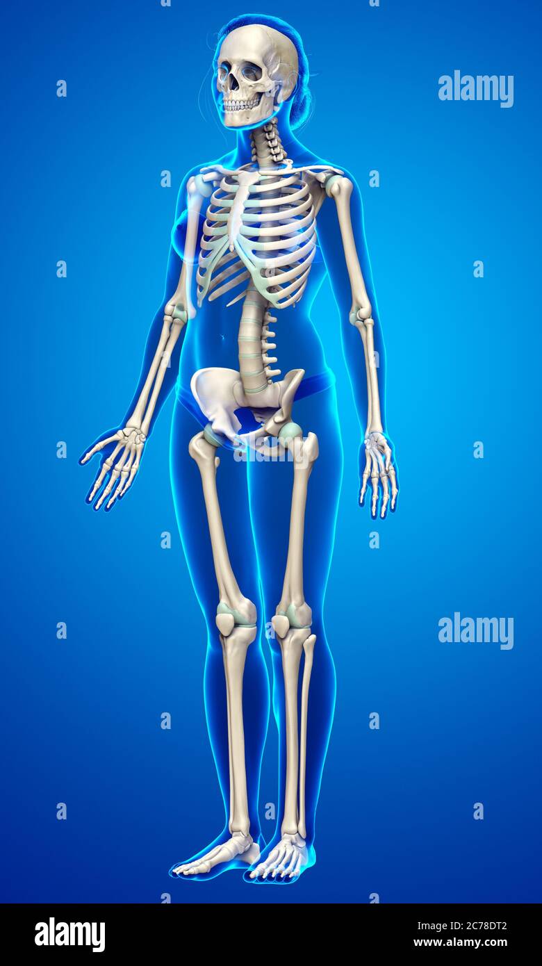 3d rendered, medically accurate illustration of a female skeleton ...