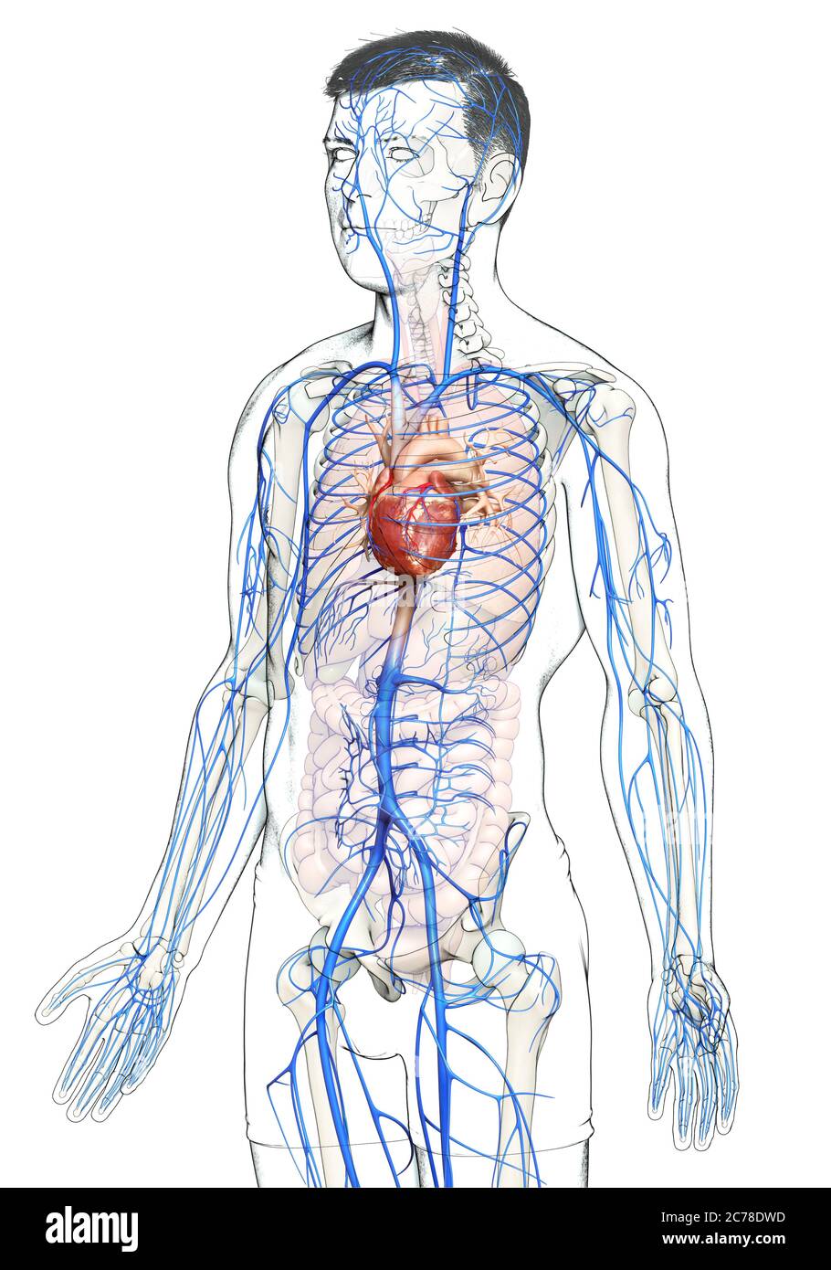 3d rendered medically accurate illustration of a male Veins anatomy ...