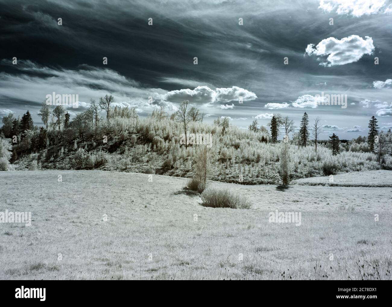 Infrared photography. surreal landscape, beautiful trees, our beautiful ...
