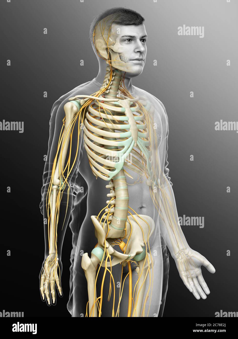 3d rendered medically accurate illustration of the nervous system and ...