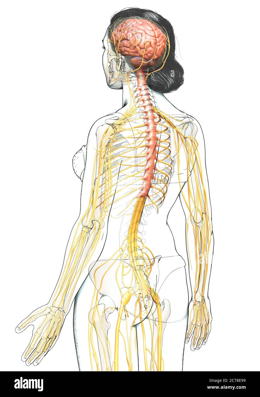 3d rendered medically accurate illustration of a female nervous system ...