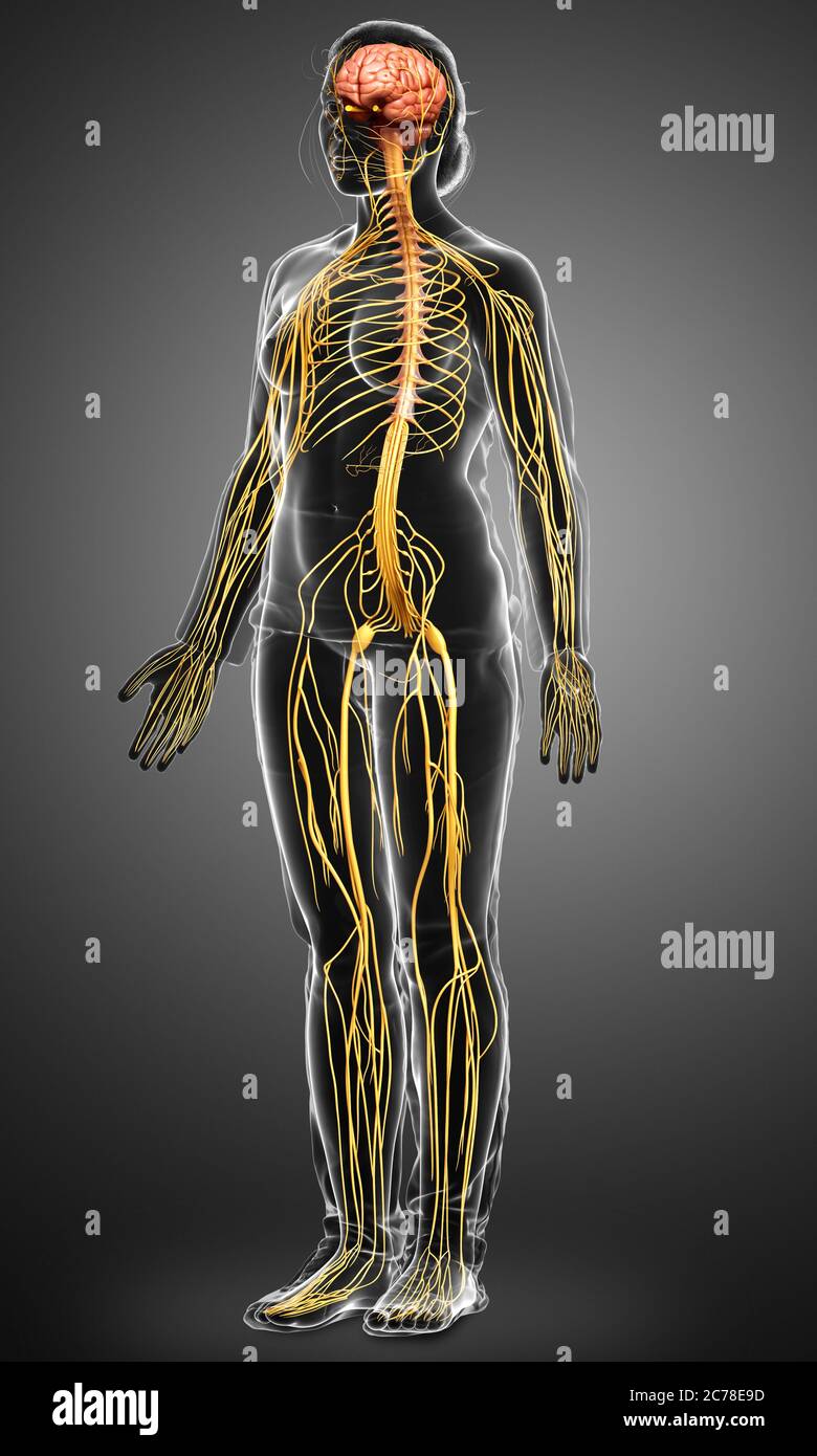 3d rendered medically accurate illustration of a female nervous system ...