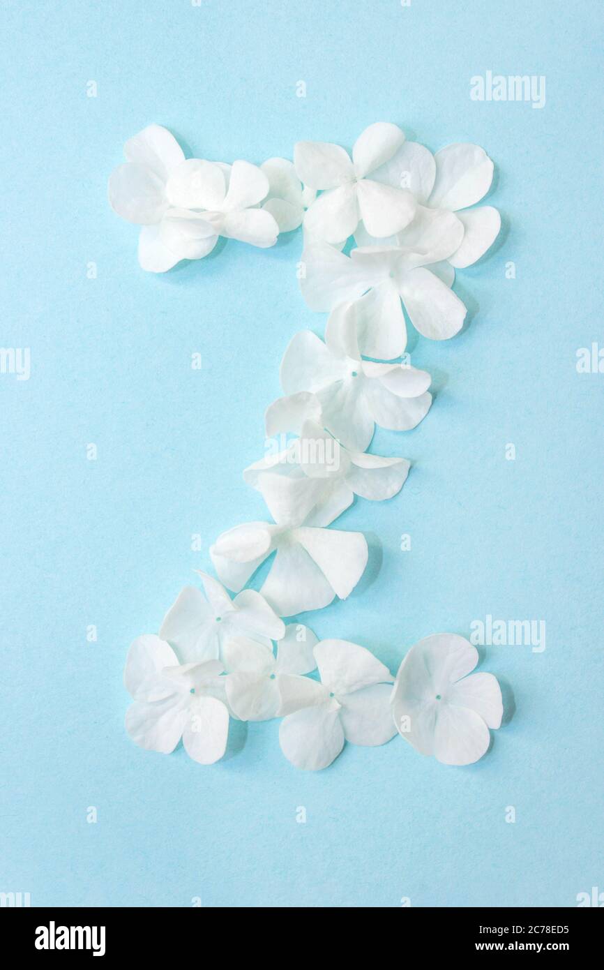 Flower Alphabet - Z. Letter made from live flowers on light blue ...