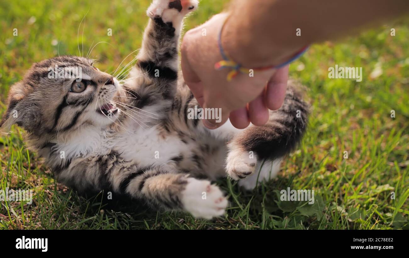 The owner plays with a young but angry kitten Stock Photo - Alamy