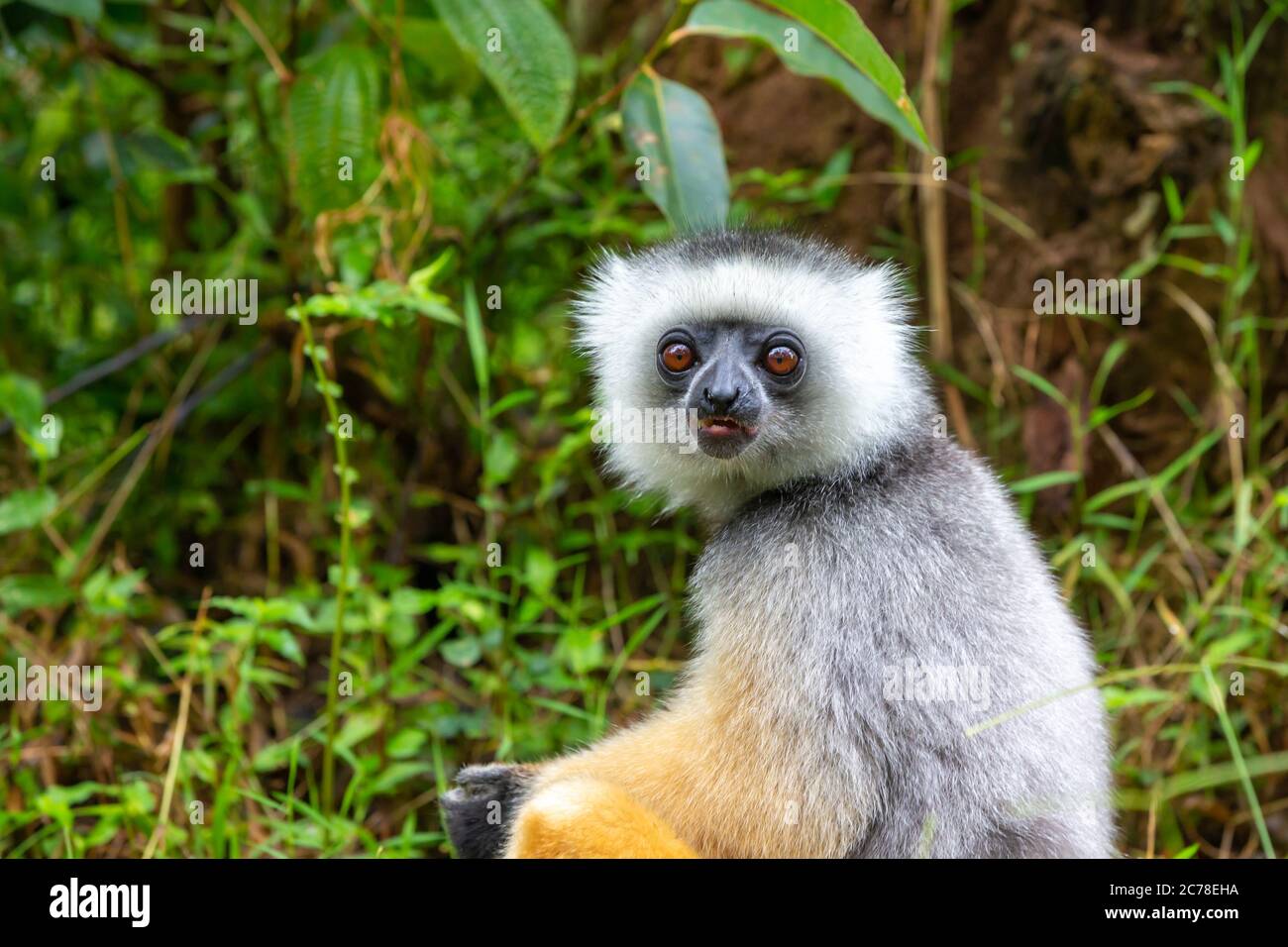 One diademed sifaka in its natural environment in the rainforest on the ...