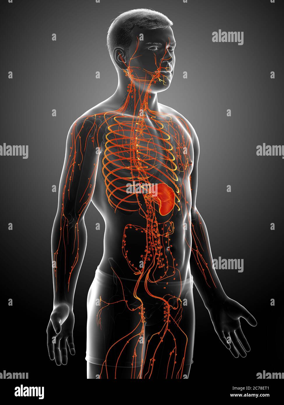 3d rendered, medically accurate illustration of a male lymphatic system ...