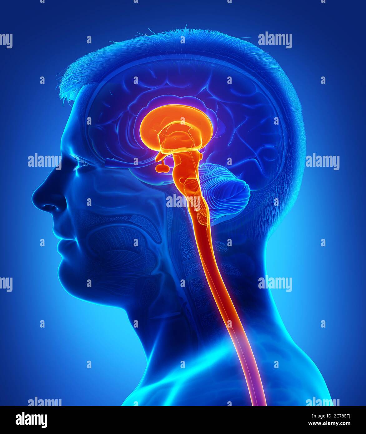 3d rendering medical illustration of brainstem Stock Photo - Alamy