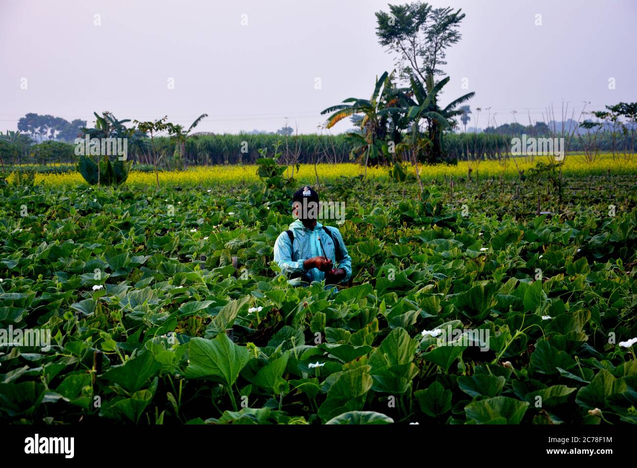Man spraying pesticides hi-res stock photography and images - Alamy