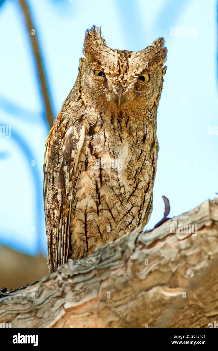 Amazing Owl. Eurasian Scops Owl. Nature background Stock Photo - Alamy