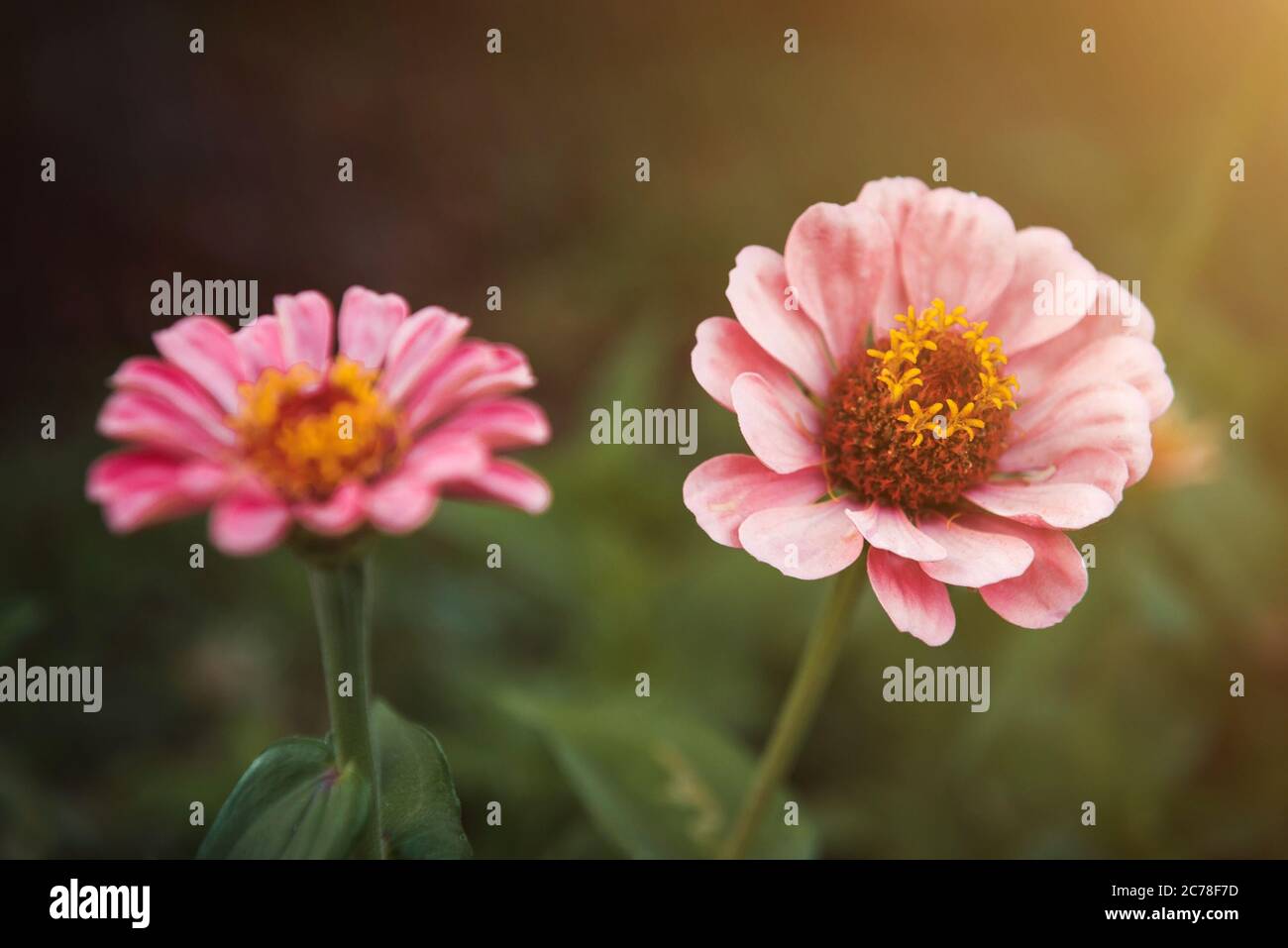 Pretty flower heads hi-res stock photography and images - Alamy