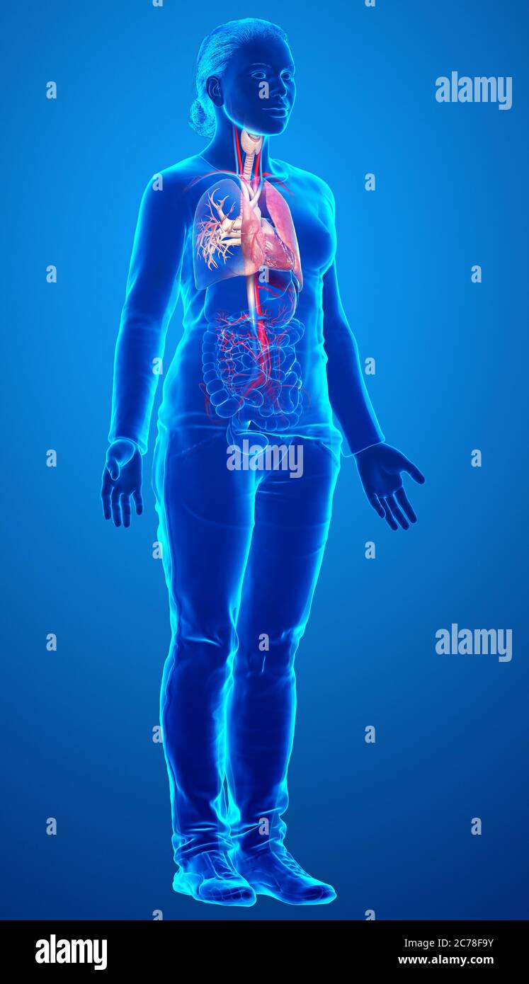 3d rendered, medically accurate illustration of a female lung anatomy ...