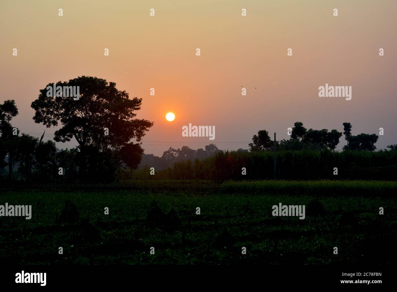 A very beautiful sunset behind trees in the evening, selective focusing ...