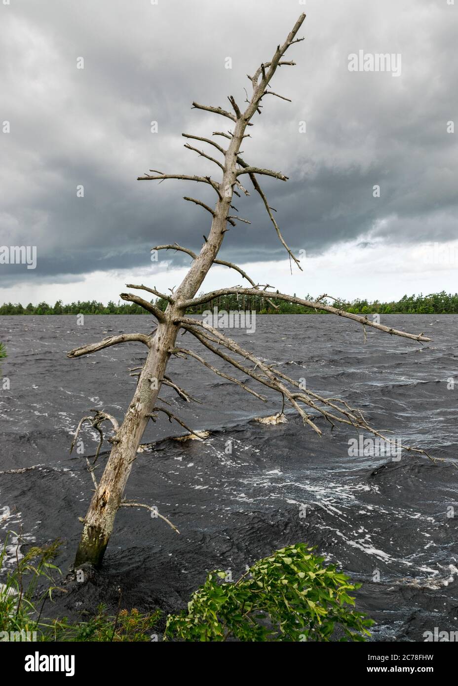 windy summer landscape from swamp lake, wind and turbulence of lake ...