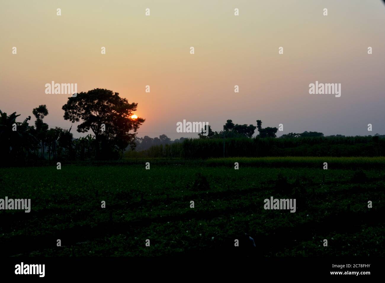 A very beautiful sunset behind trees in the evening, selective focusing ...