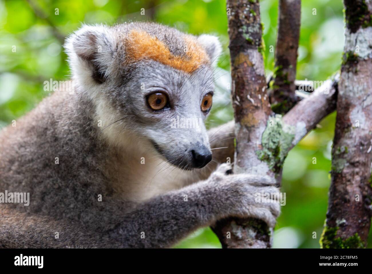 The crown lemur on a tree in the rainforest of Madagascar Stock Photo ...
