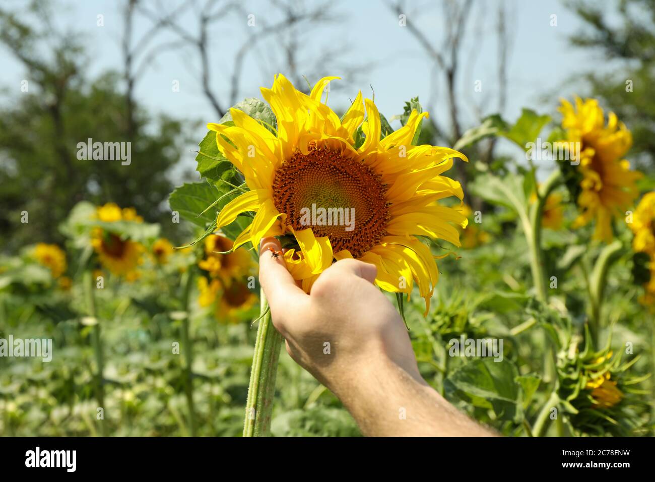 Male hand holds sunflower. Agriculture. Harvest. Farming Stock Photo ...