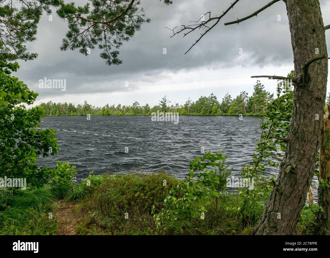 windy summer landscape from swamp lake, wind and turbulence of lake ...