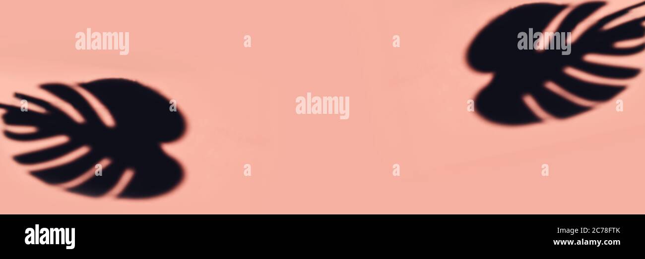 Monstera leaf shadow Stock Photo - Alamy