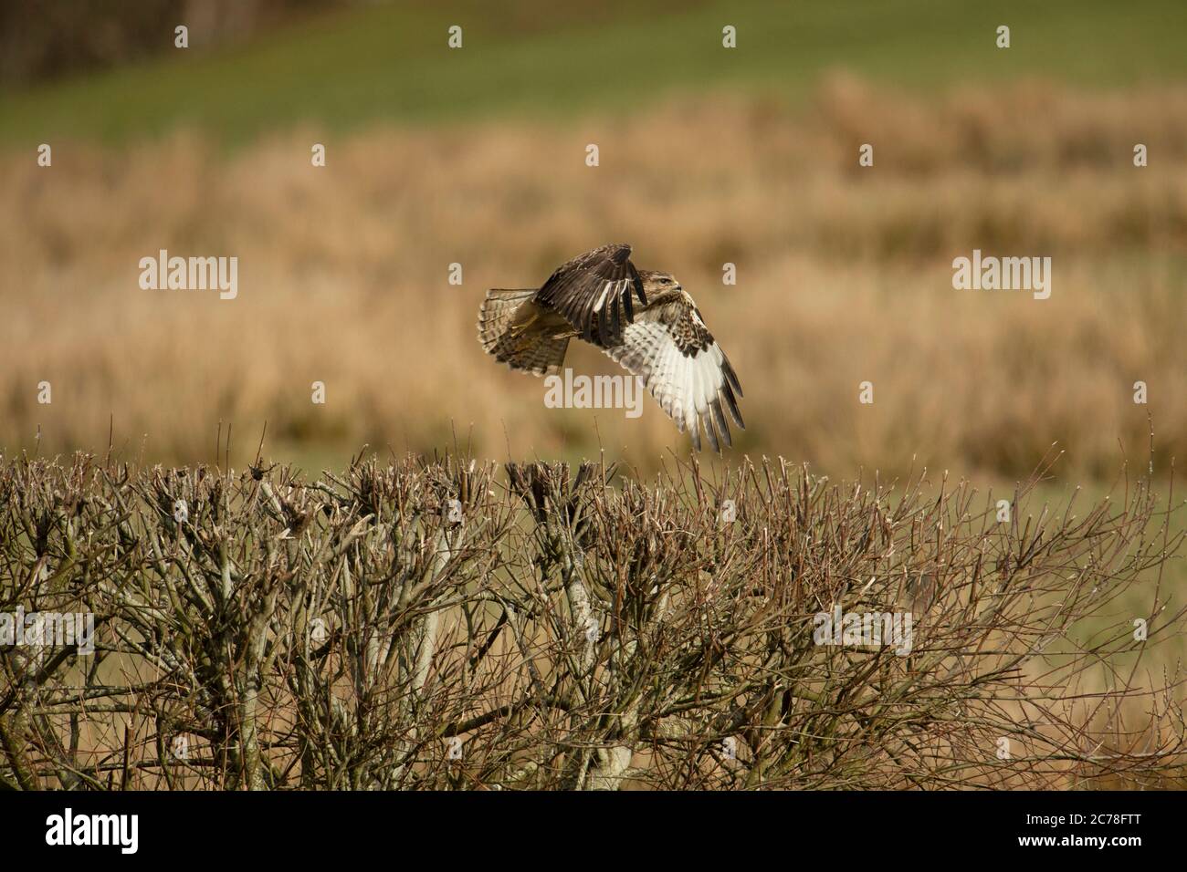 BIRD. Buzzard, in flight over farmland, hedge, Wales, UK Stock Photo ...