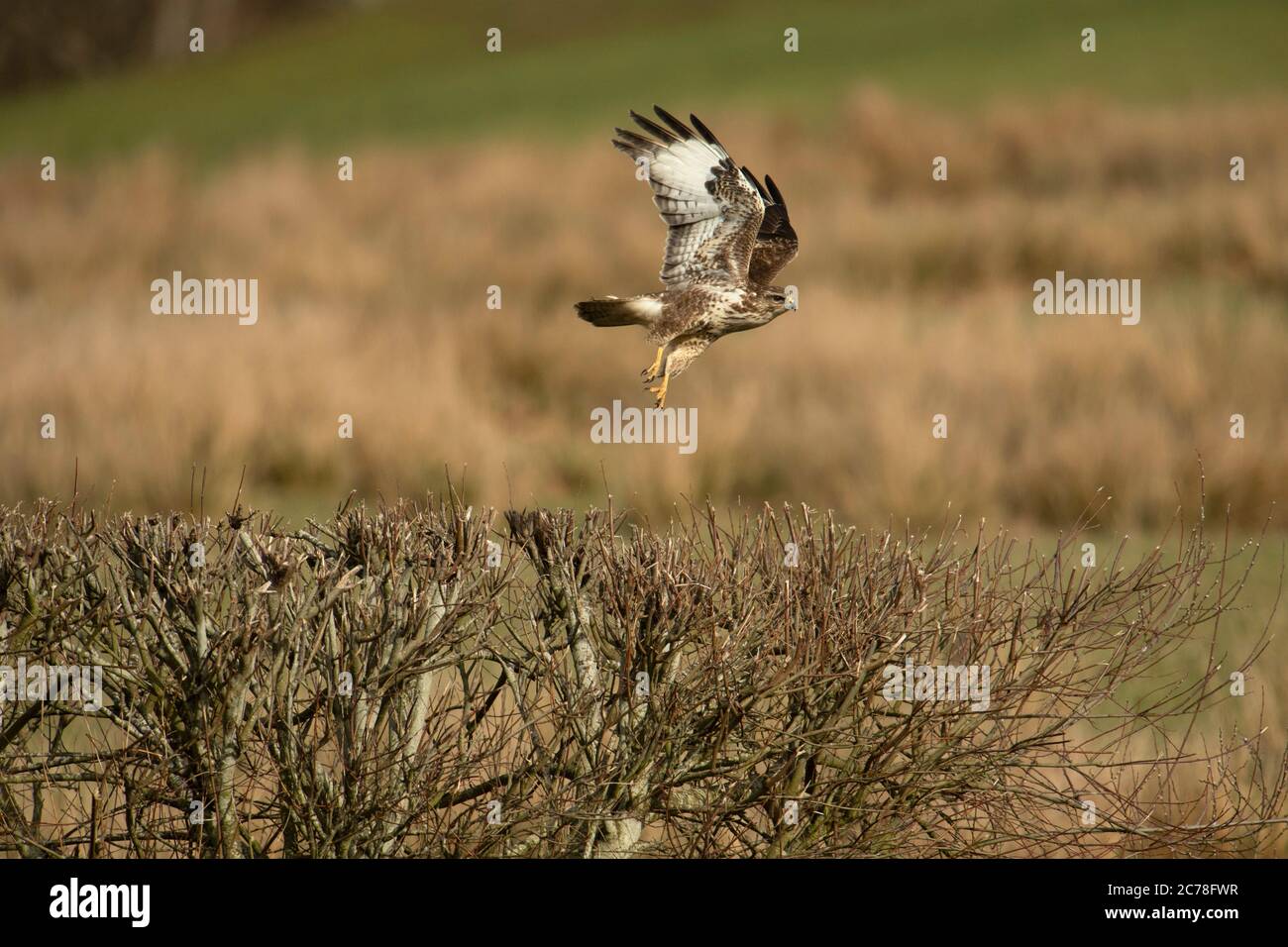 BIRD. Buzzard, in flight over farmland, hedge, Wales, UK Stock Photo ...
