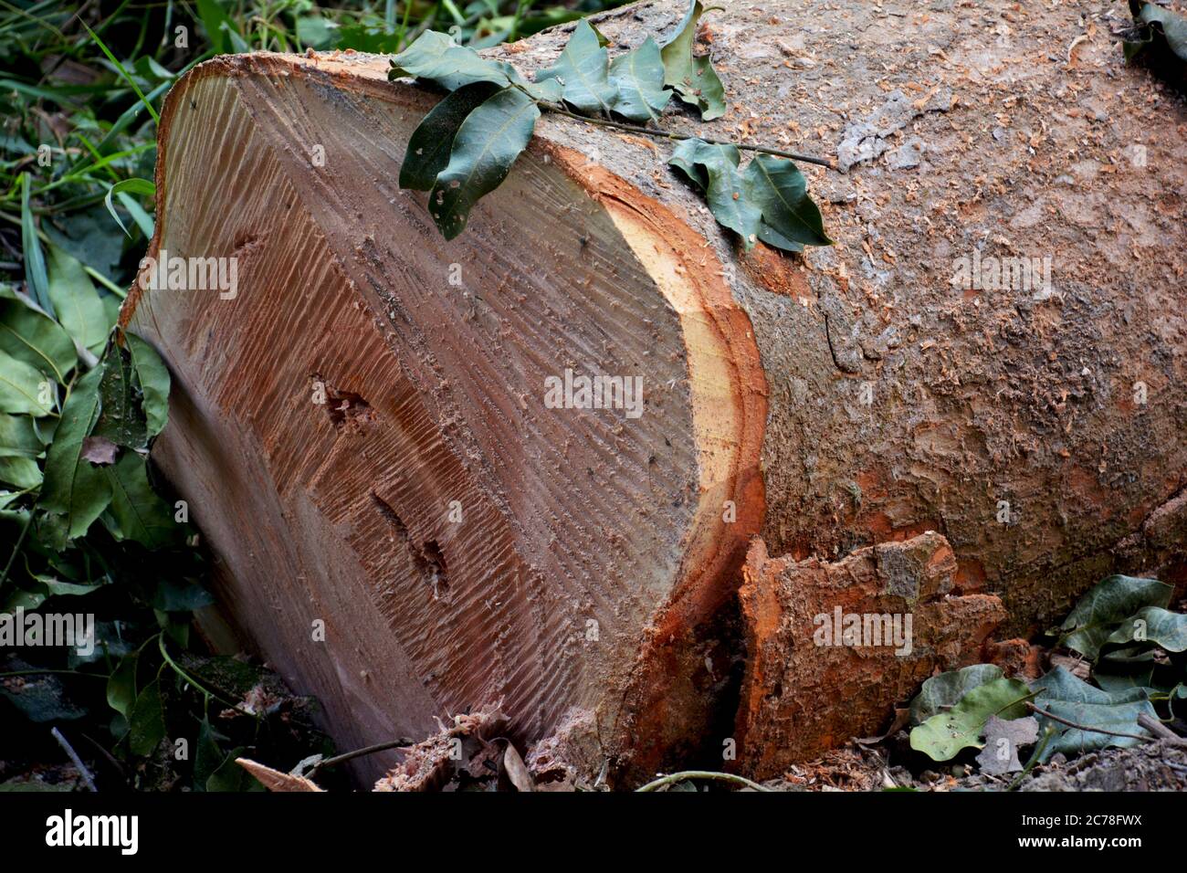 Selective logging hi-res stock photography and images - Alamy