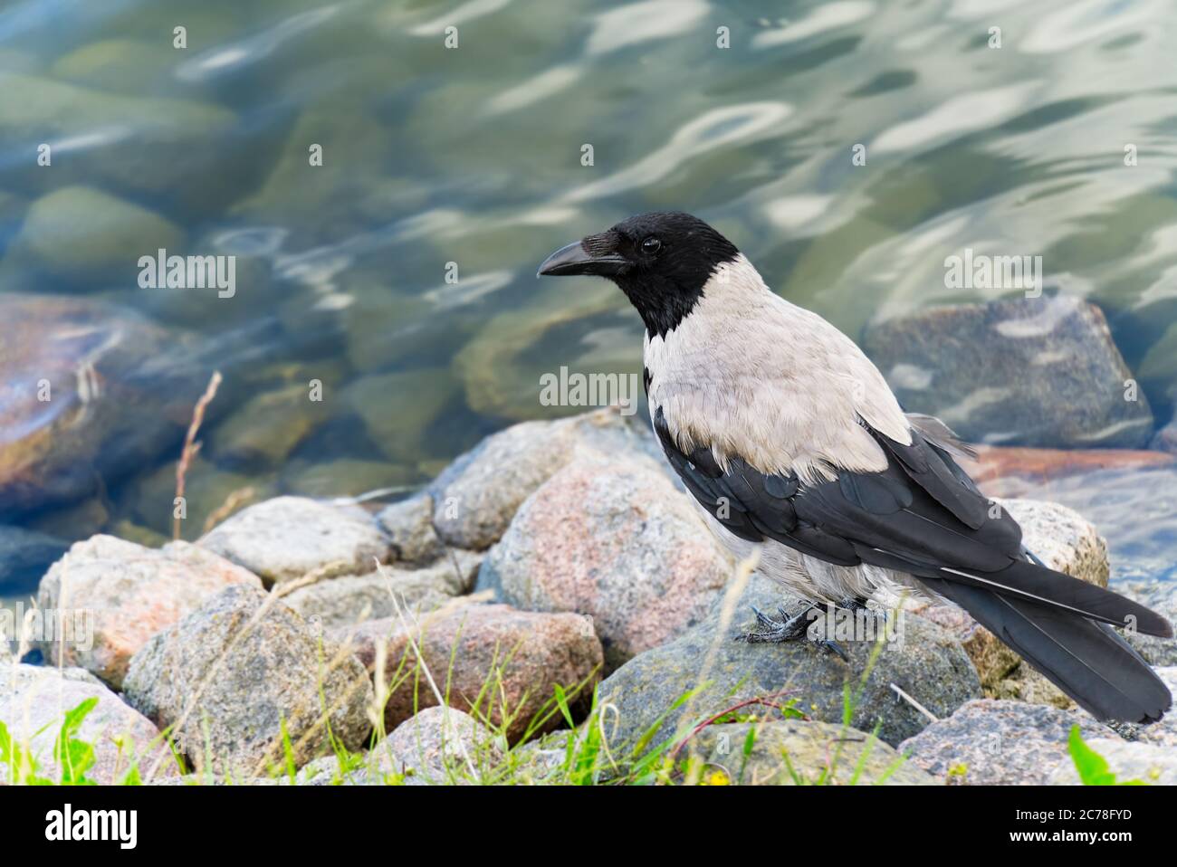 Crow stone water hi-res stock photography and images - Alamy