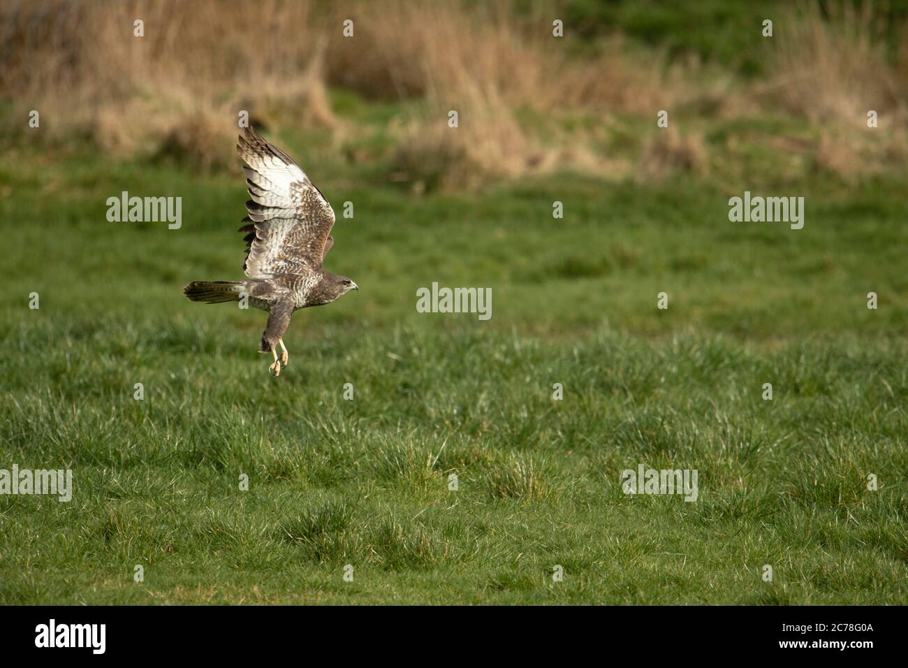 BIRD. Buzzard, in flight over farmland, Wales, UK Stock Photo - Alamy