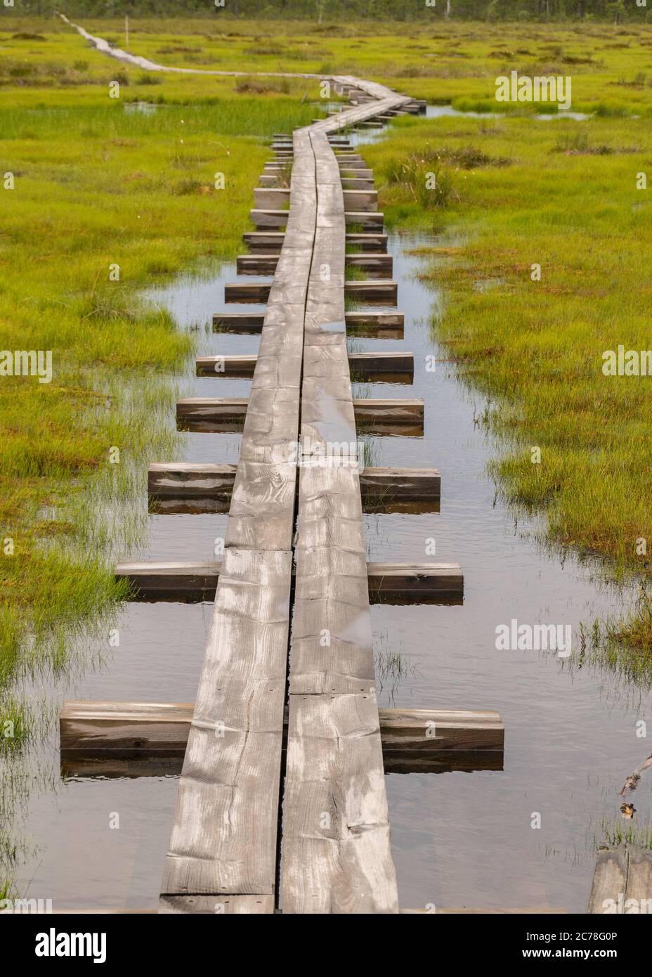 landscape with wooden wet pathway through swamp wetlands with small ...