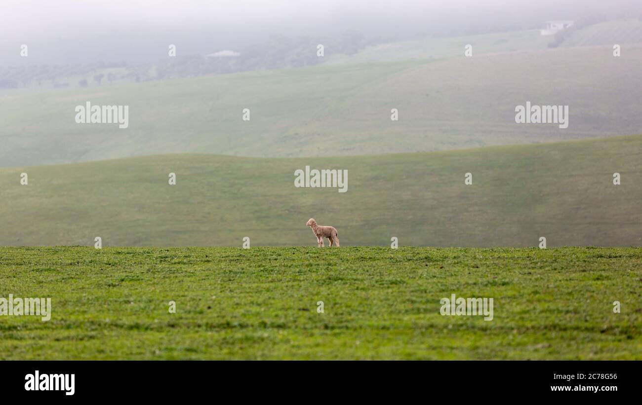 A single lamb on rolling green fields and hills on the fleurieu ...