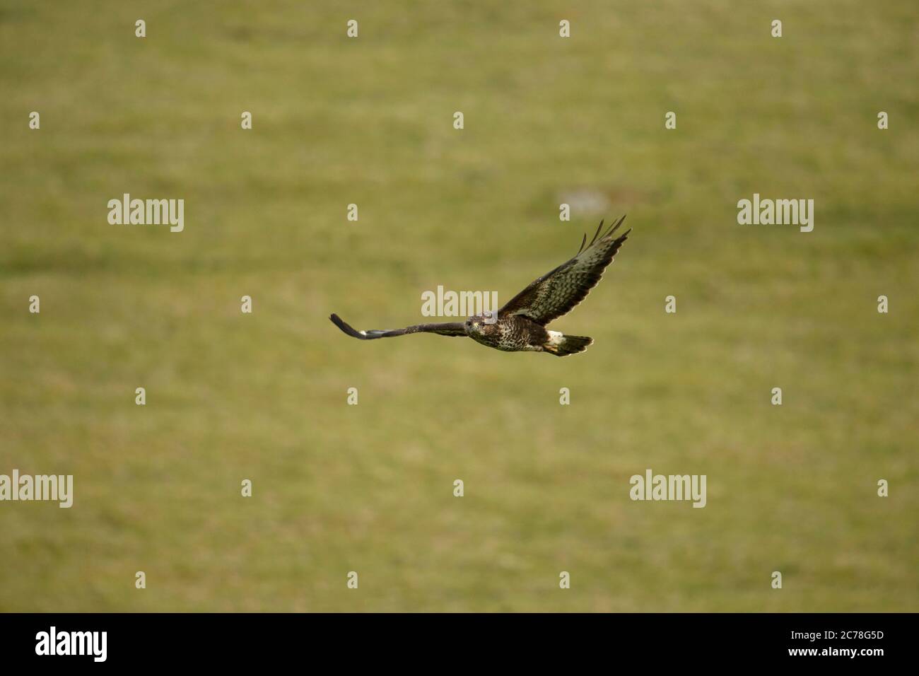 BIRD. Buzzard, in flight over farmland, Wales, UK Stock Photo - Alamy