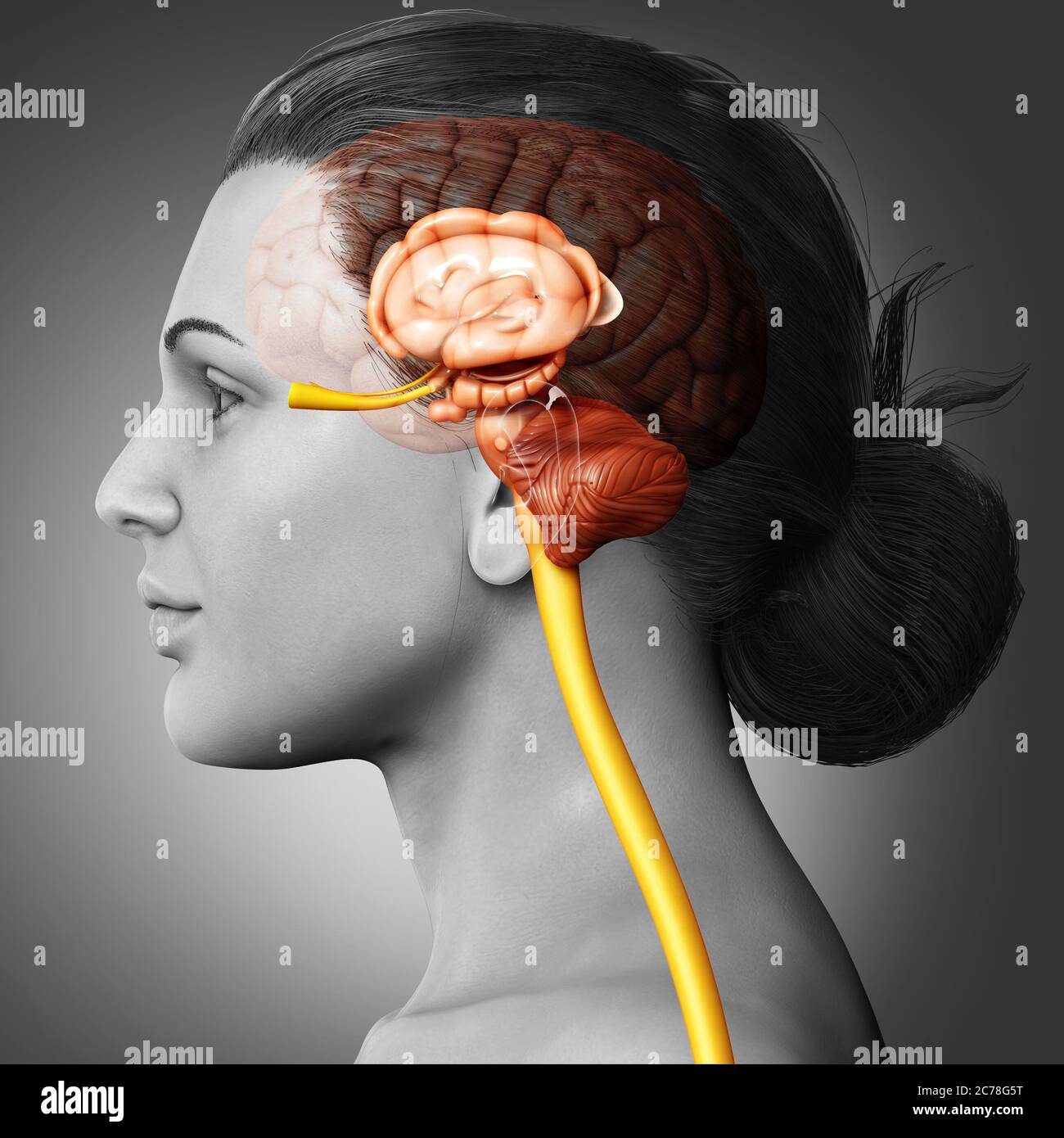 3d rendered medically accurate illustration of the interior brain ...