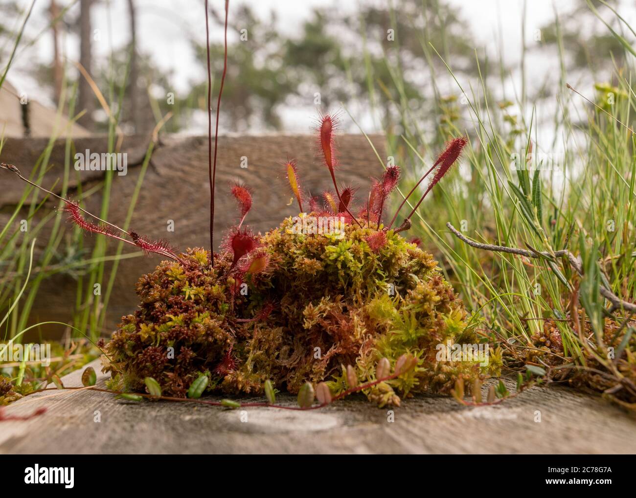 traditional bog vegetation background, bog grass, plants, water, moss ...