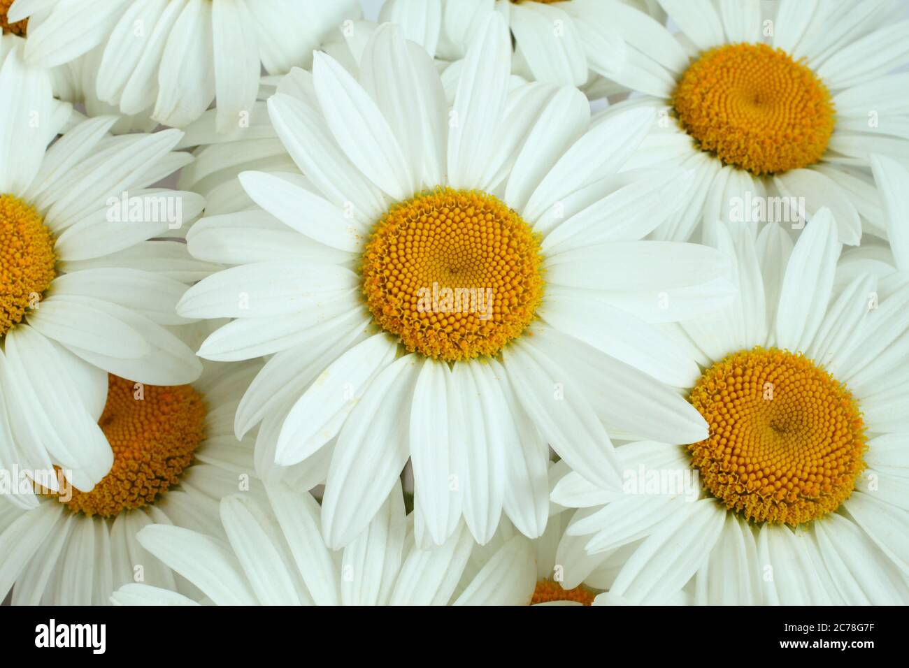 A bouquet of big white chamomiles. Top-down view. Closeup Stock Photo ...