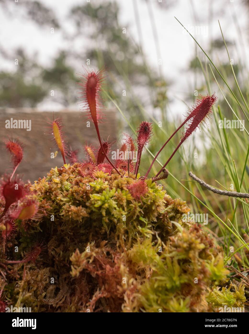 traditional bog vegetation background, bog grass, plants, water, moss ...