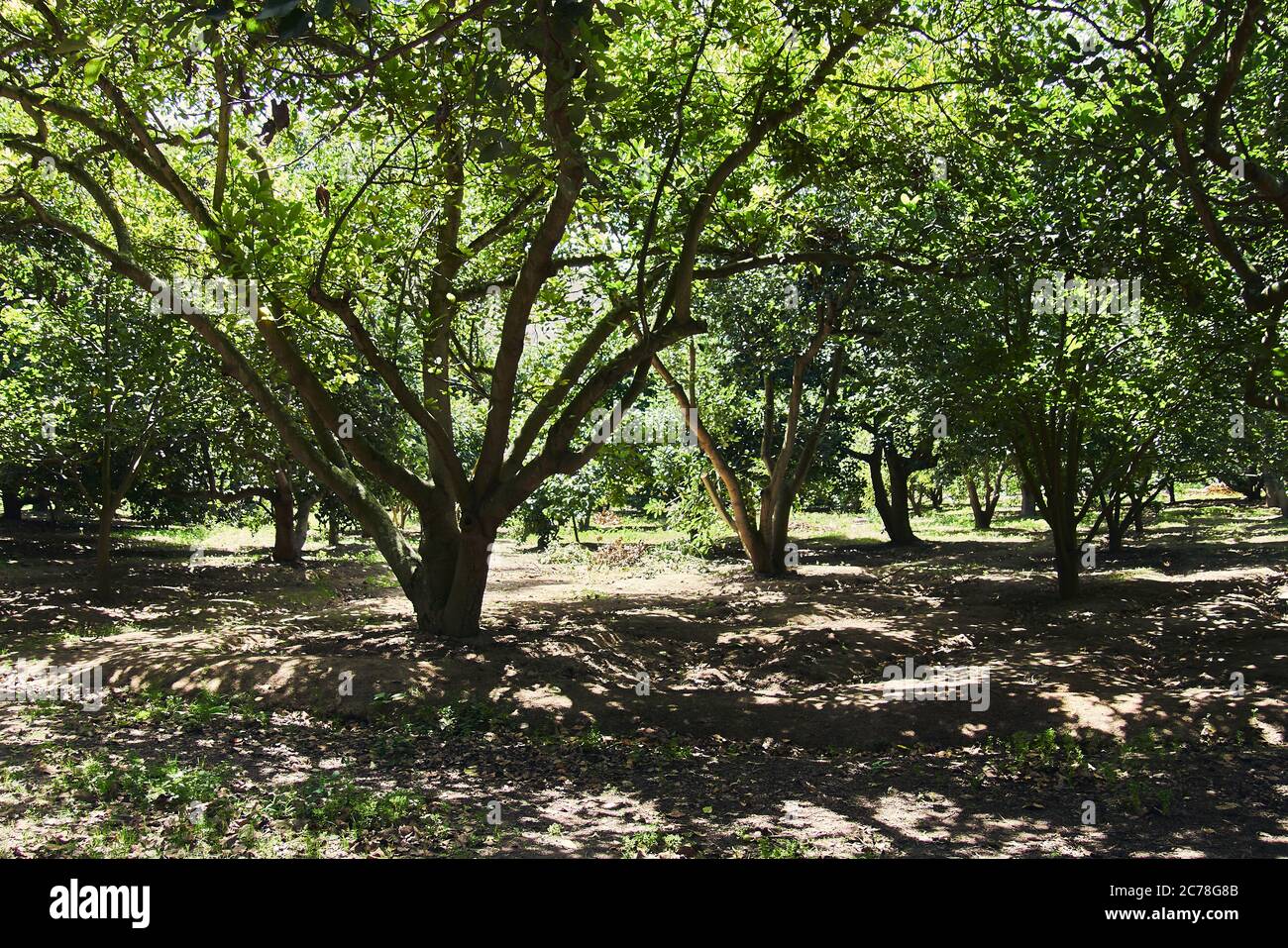 avocado forest, beautiful textures tree planting, sunny day Stock Photo ...