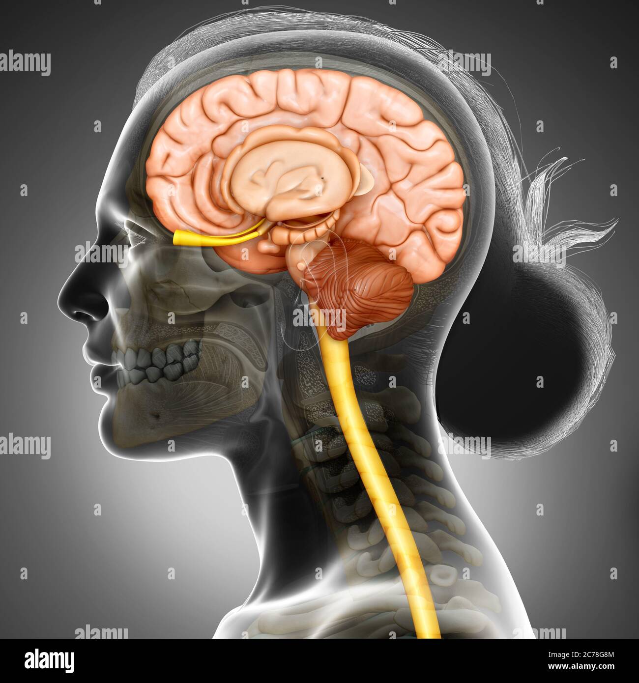 3d rendering medical illustration of Female brain anatomy Stock Photo ...