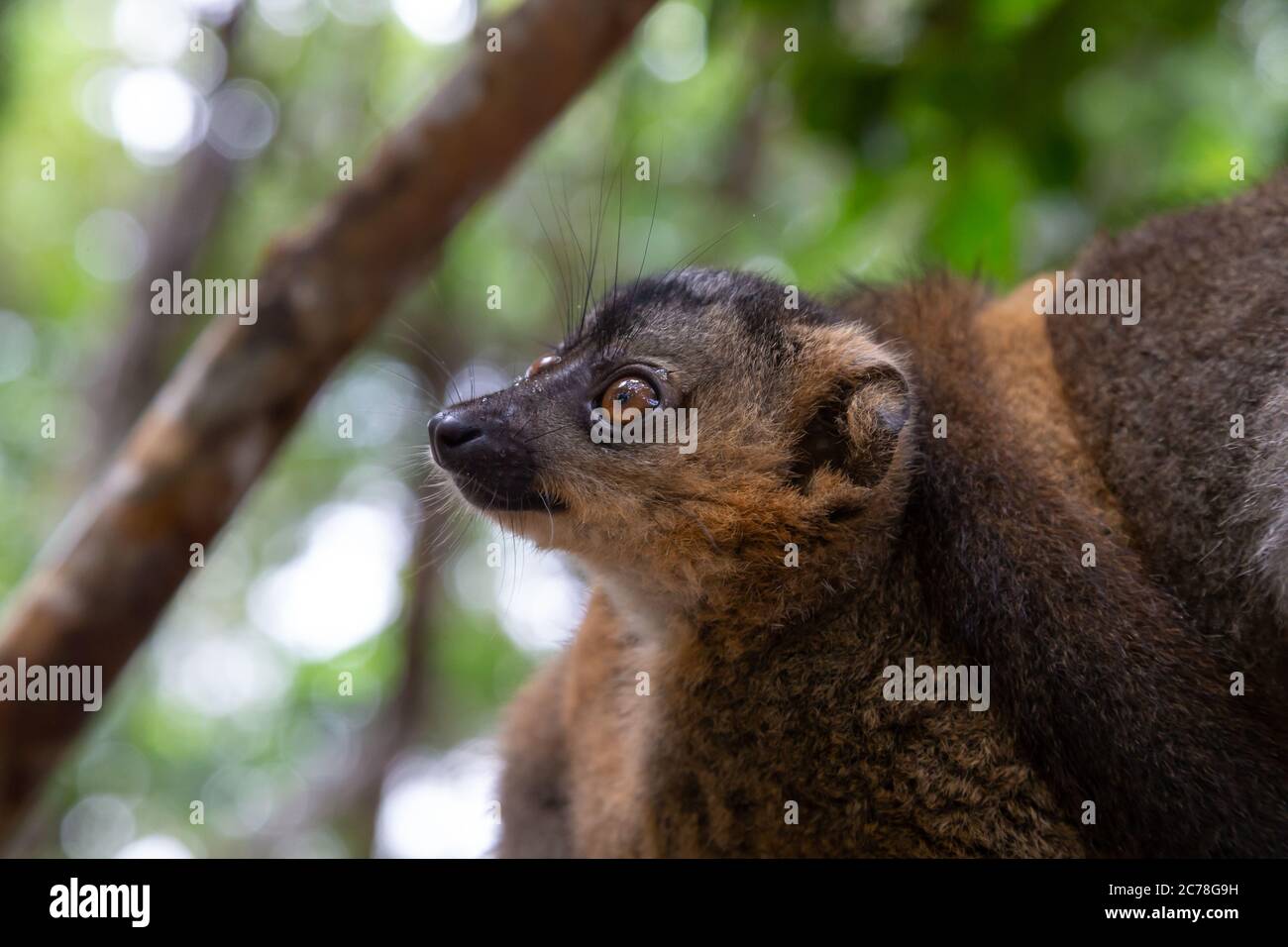 Baby red fronted lemur hi-res stock photography and images - Alamy