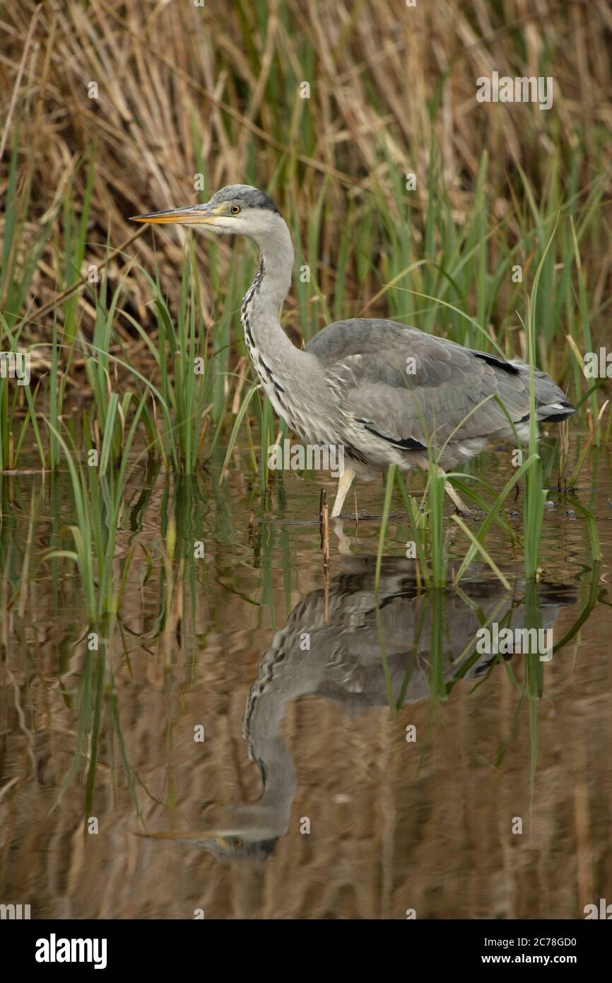 BIRD. Heron, juvenile, foraging amongst reeds in water, Wales, UK Stock ...