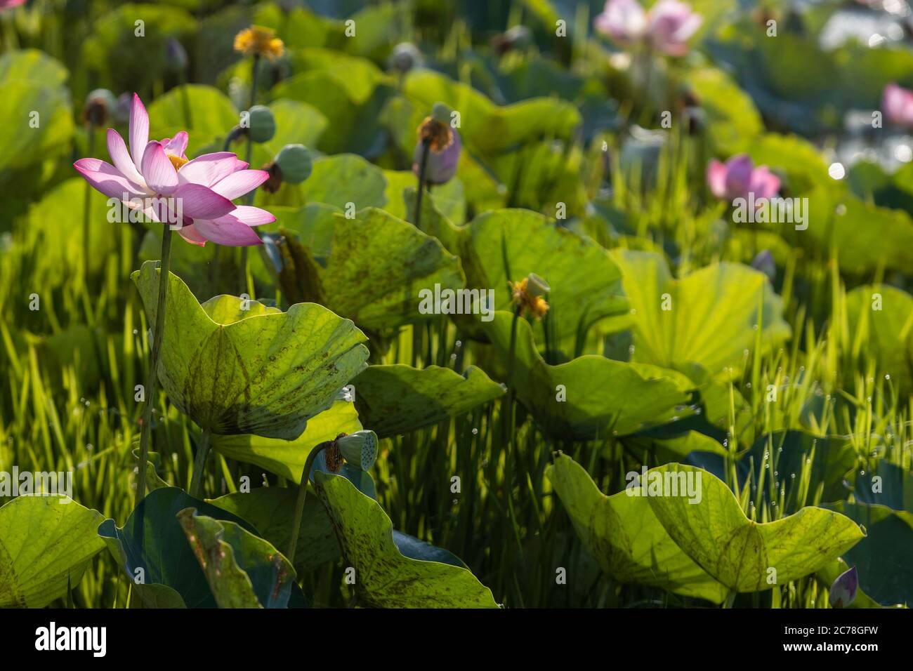 Lotus blossoming in the natural pool. The lotus flower is regarded as ...