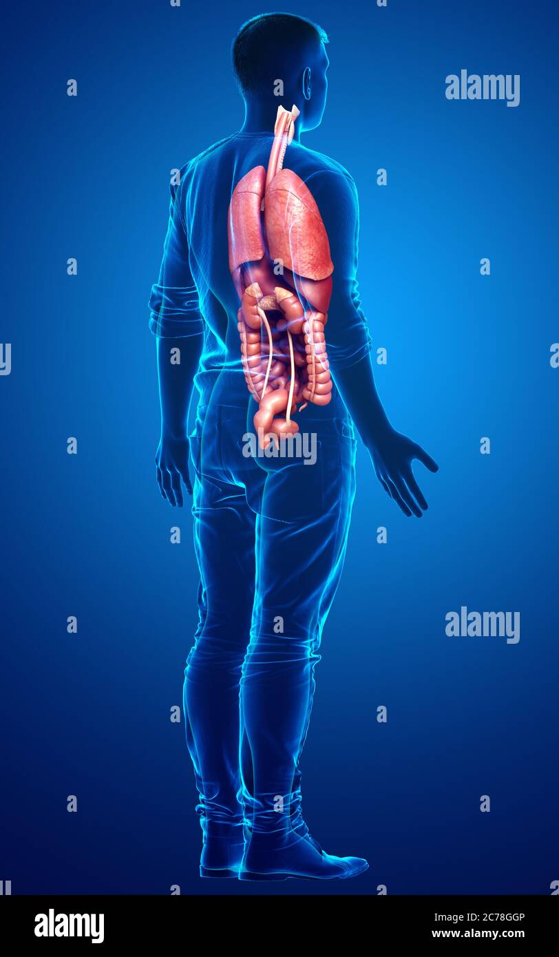 3d Rendered Medically Accurate Illustration Of Male Internal Organs