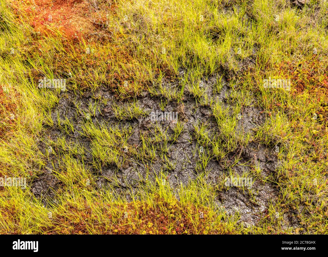 traditional bog vegetation background, bog grass, plants, water, moss ...
