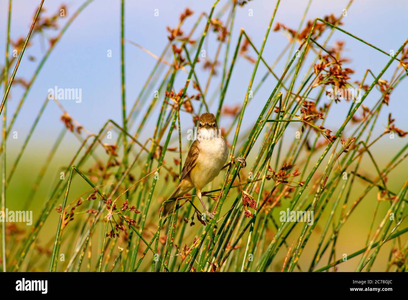 Nature and bird. Green lake nature habitat background. Bird: Great Reed ...