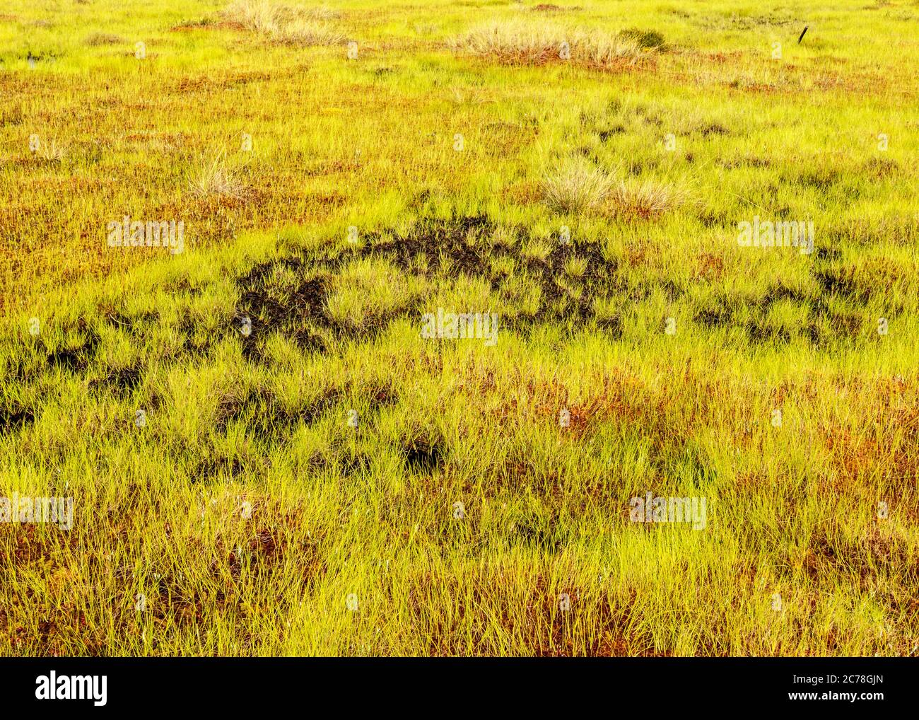 traditional bog vegetation background, bog grass, plants, water, moss ...